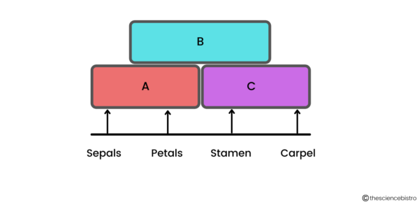 ABC model of flower development in plants - The Science Bistro