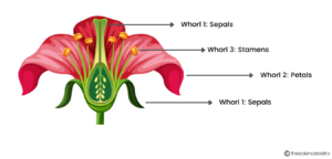 ABC model of flower development in plants - The Science Bistro